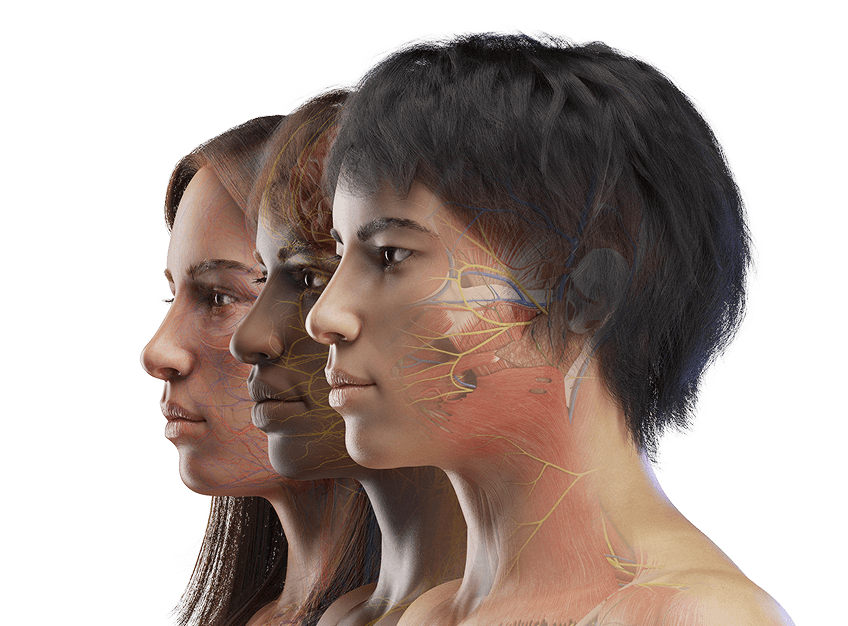 SciePro - 3D Human Anatomy Models