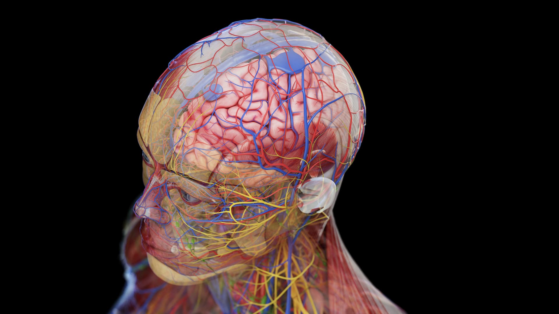 SciePro - 3D Human Anatomy Models