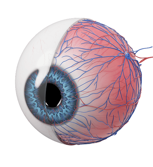 3D Anatomy Models | SciePro