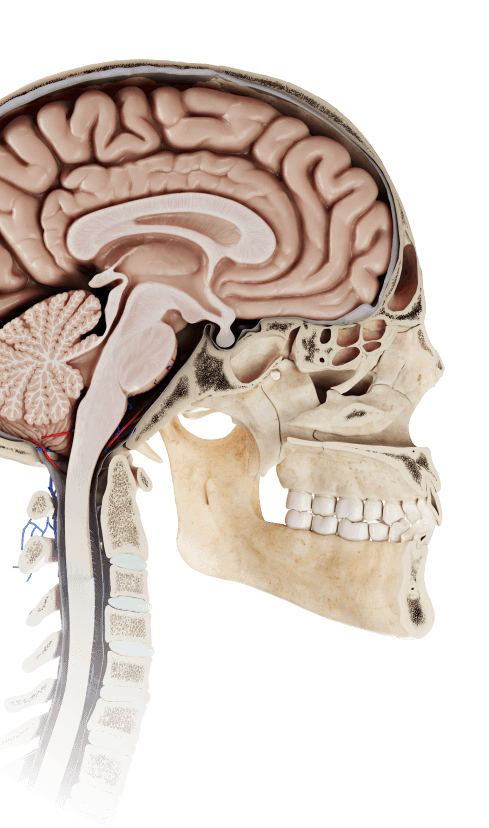 3D Anatomy Models | SciePro
