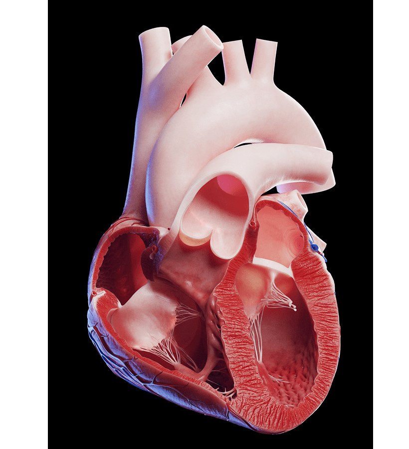 3D Anatomy Models | SciePro