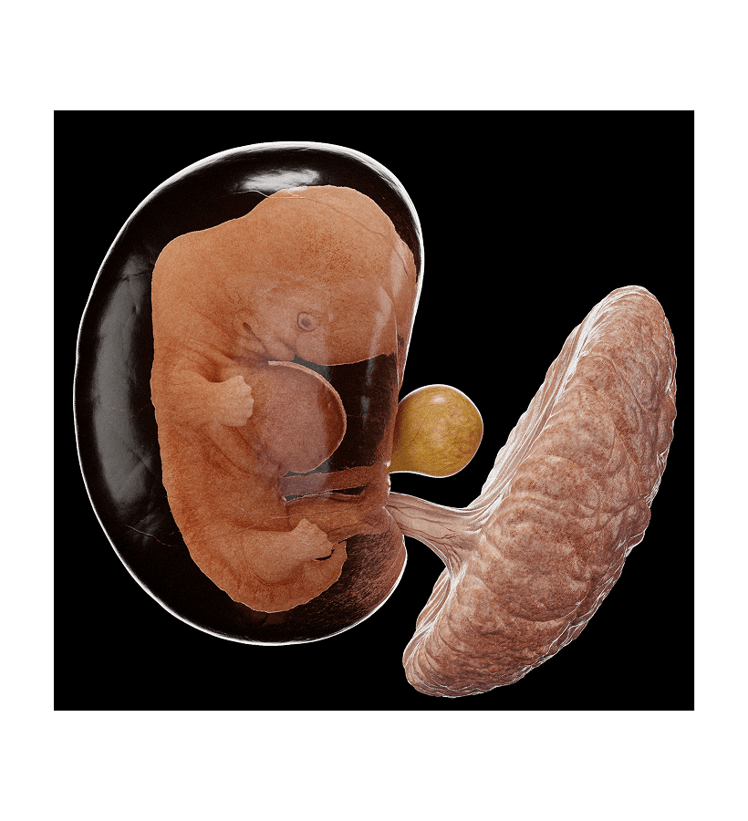 3D Anatomy Models | SciePro