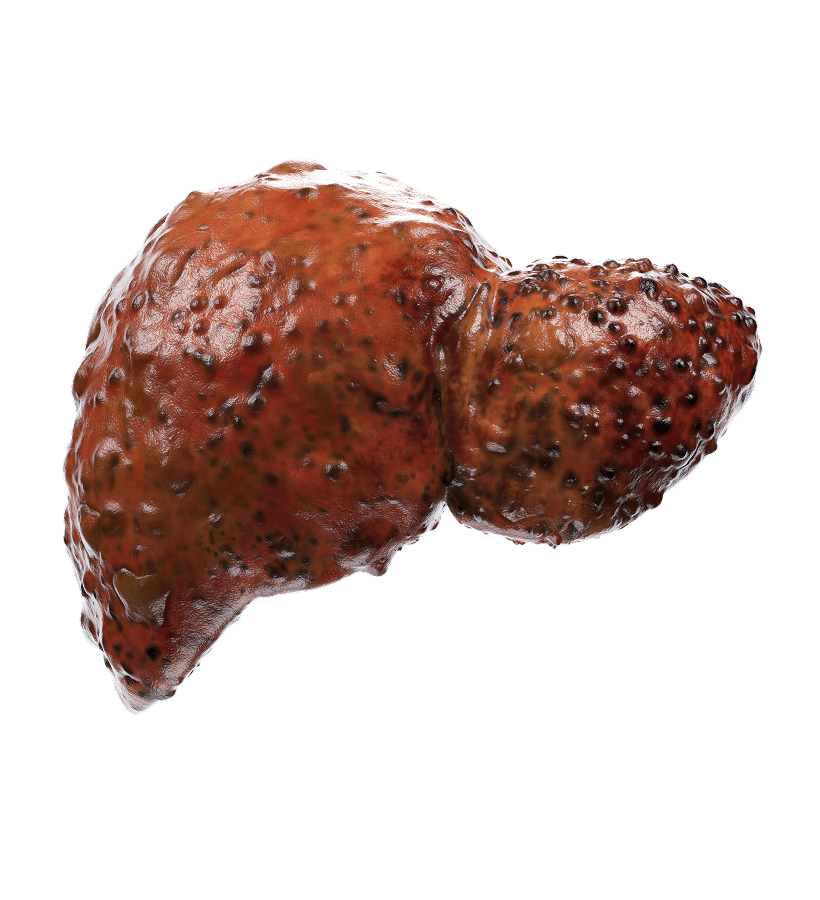 3D Anatomy Models | SciePro