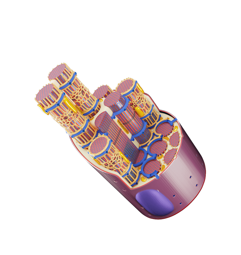 3D Anatomy Models | SciePro