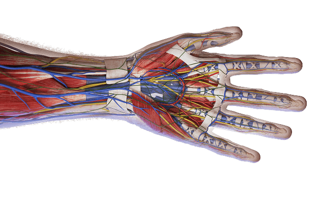 Male Anatomy Model | SciePro