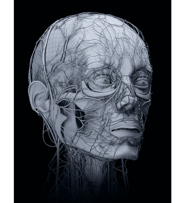 Male Anatomy Model | SciePro