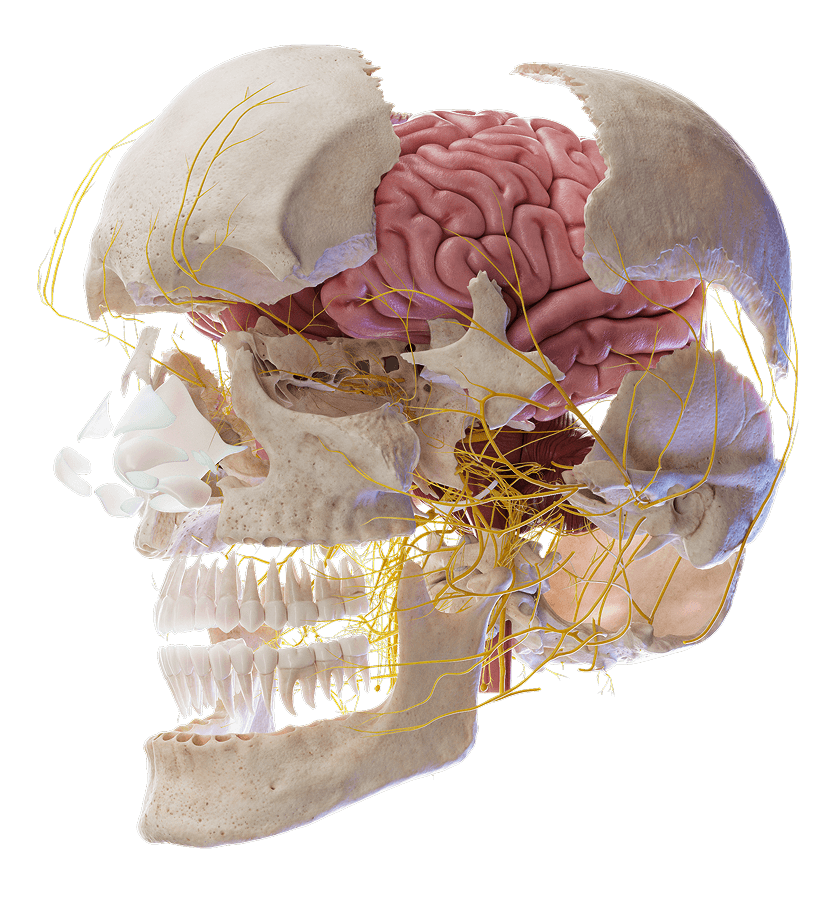 Male Anatomy Model | SciePro
