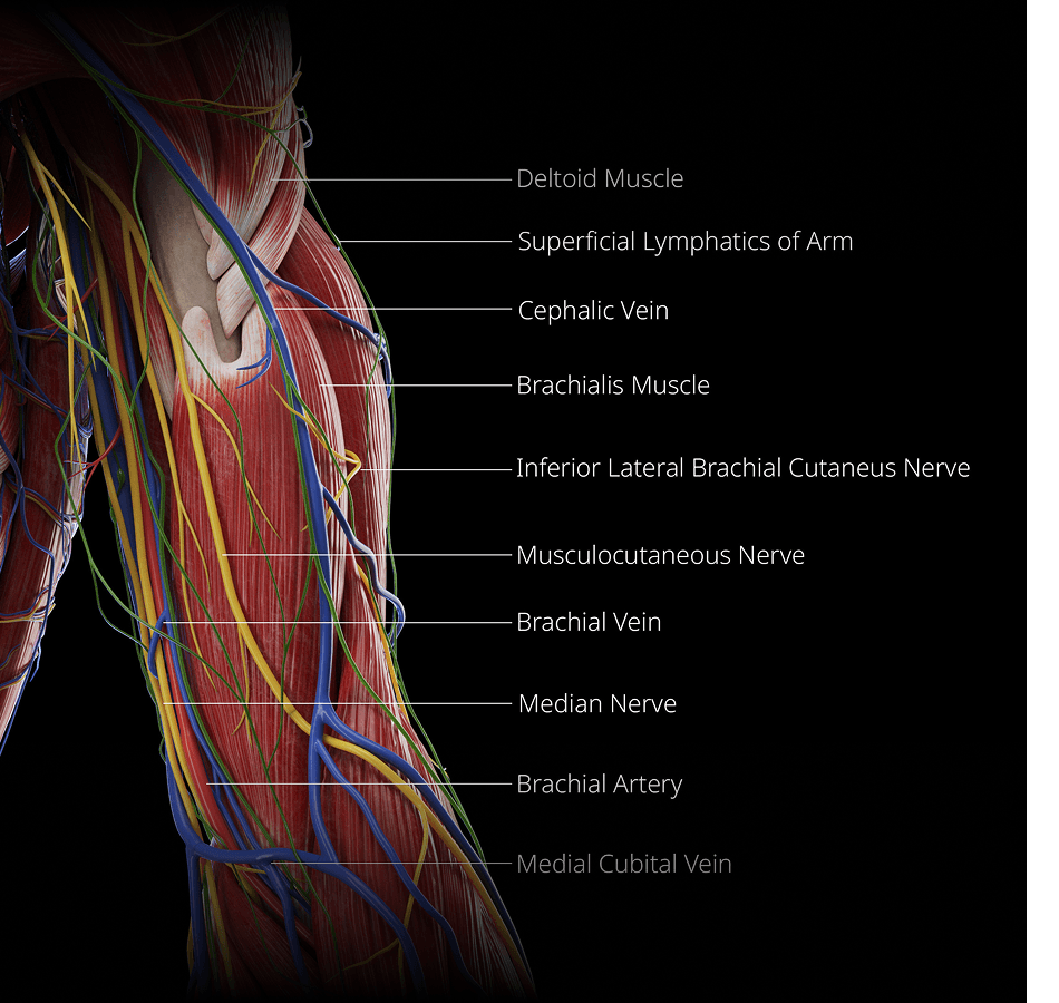 Female Anatomy Model | SciePro