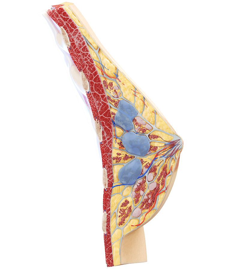 3D Pathology Models | SciePro