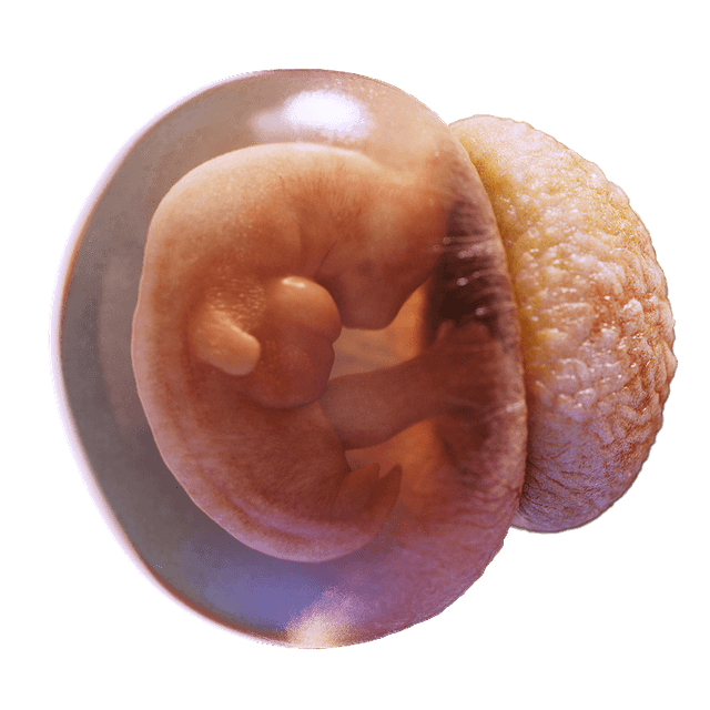 3D Pregnancy and Fetal Anatomy Models | SciePro