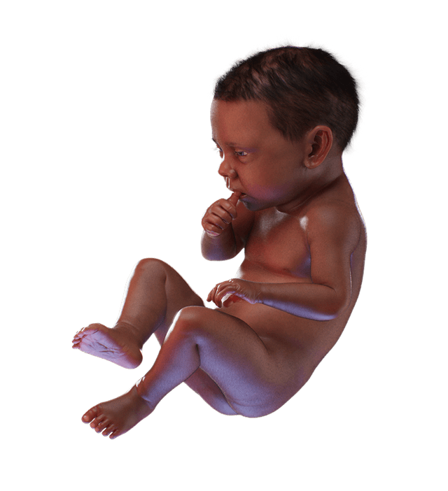 3D Pregnancy and Fetal Anatomy Models | SciePro